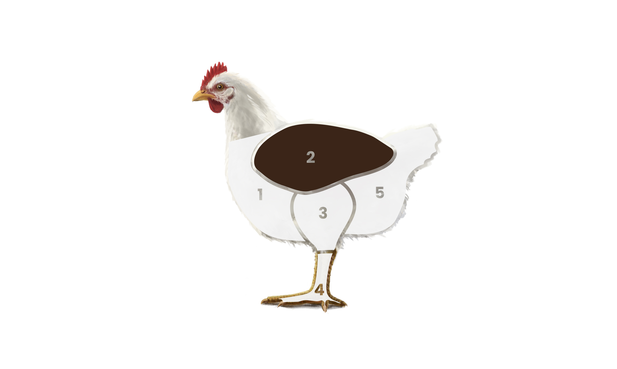 Morceaux de viande de poulet - Viande Suisse
